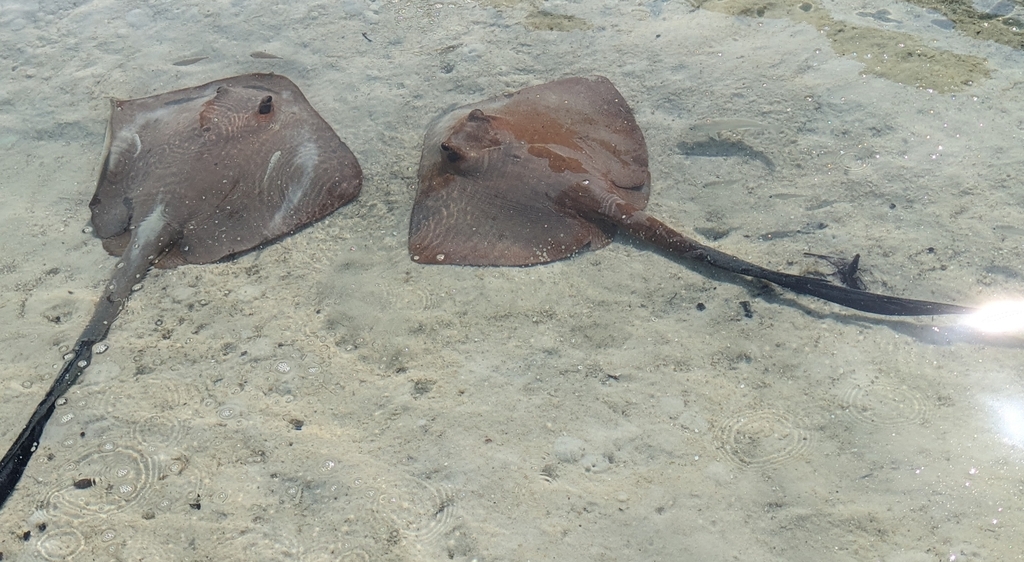 Broad Cowtail Stingray from Whitsunday, QLD, Australia on November 4 ...