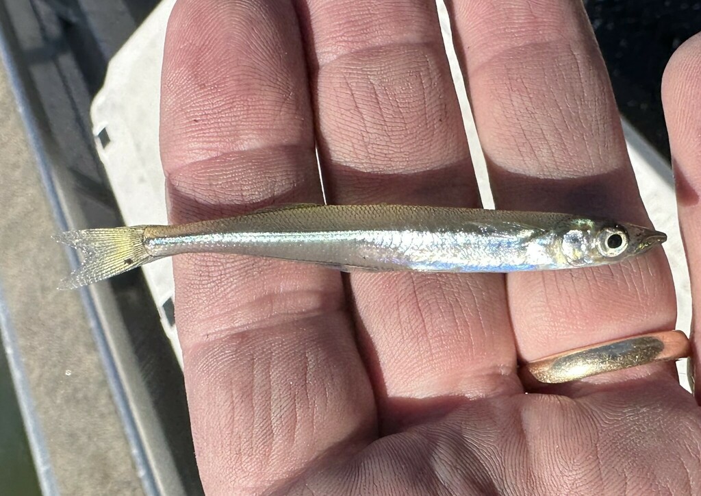 Brook Silverside from Tennessee River, Wilson Reservoir, Fleet Harbor ...