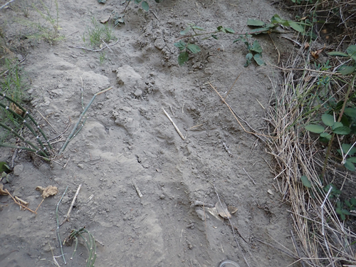 iNaturalist Tracking Database – NatureTracking