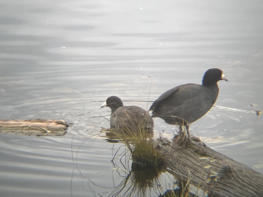 American Coot from Port Angeles, WA, US on November 5, 2023 at 03:46 PM ...