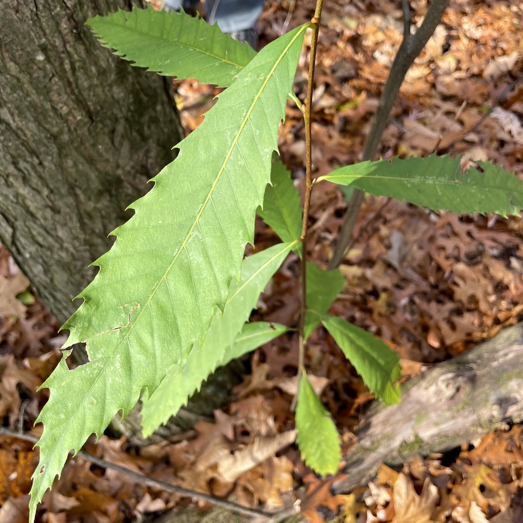 American chestnut from Kent County, MI, USA on November 5, 2023 by ...