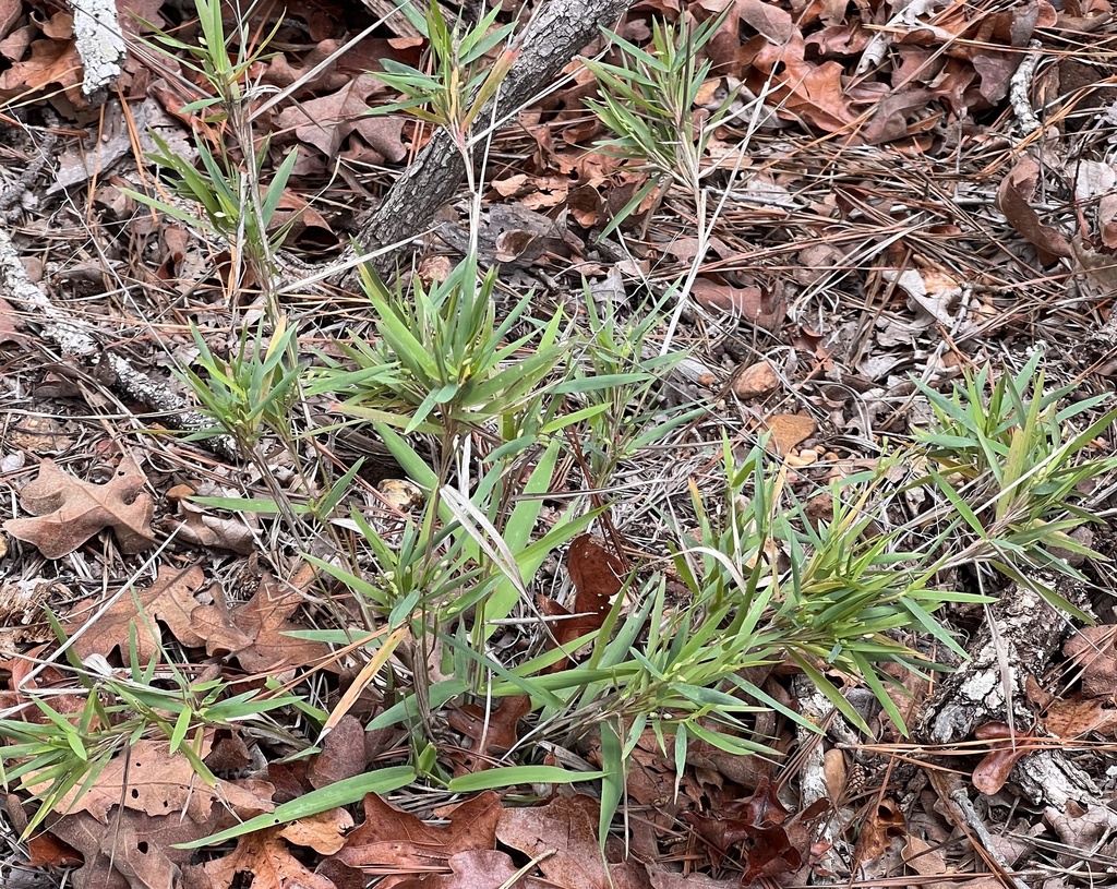 Heller's Rosette Grass from Pine Gulch Trail, Smithville, TX, US on ...