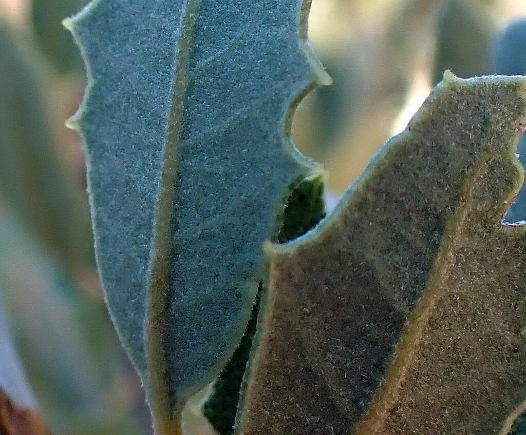 Torrey's Hybrid Oak from San Diego County, CA, USA on November 3, 2023 ...