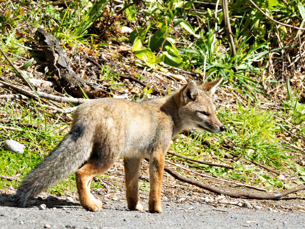 Chilla from Llanquihue Province, Los Lagos, Chile on October 14, 2023 ...