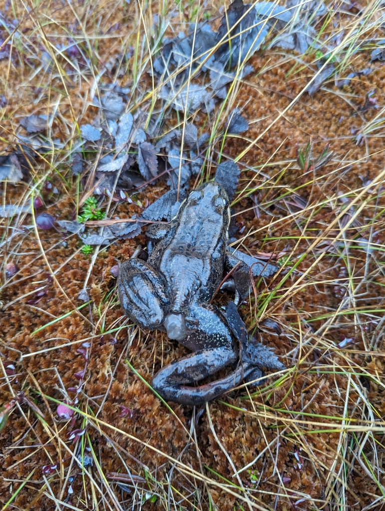 Northern Red-legged Frog from Mesachie Lake, BC V0R 2N0, Canada on ...