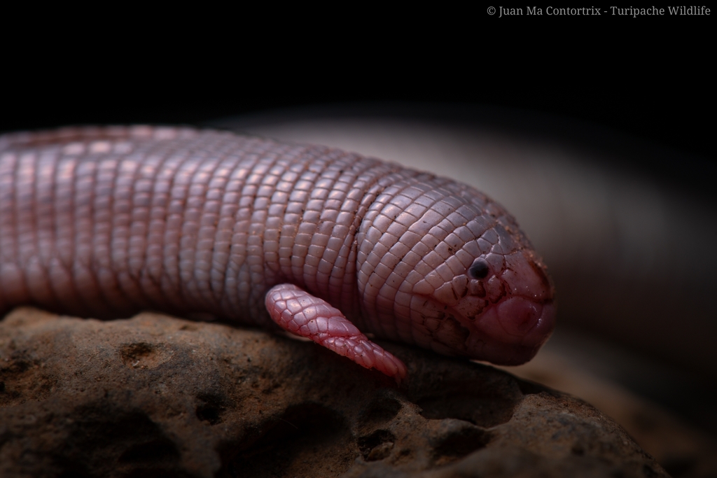 Four-toed Worm Lizard (Bipes canaliculatus) - Snakes and Lizards
