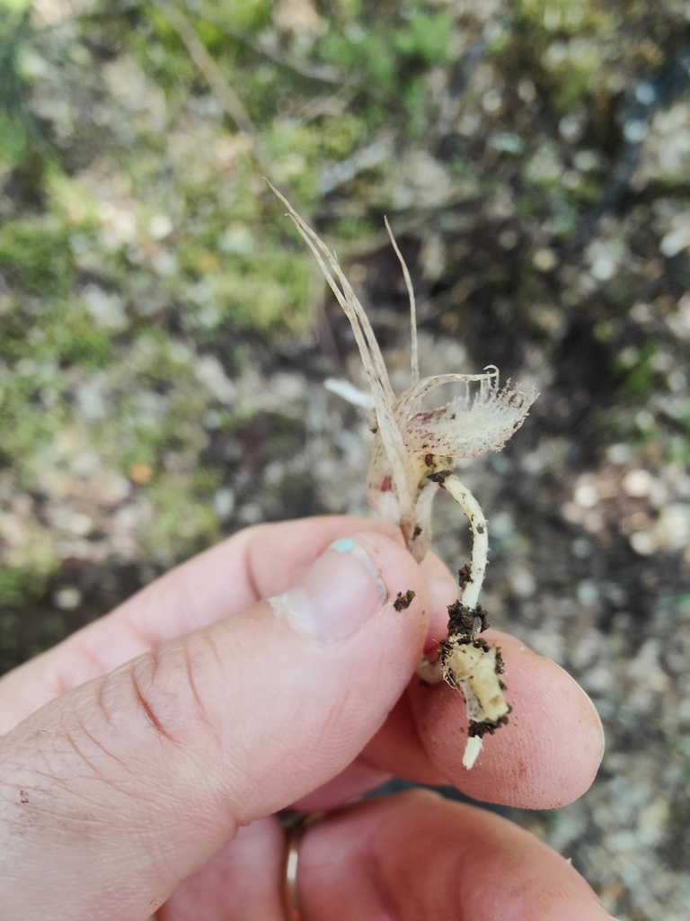 Corybas cryptanthus in October 2023 by zmatthews. We had stopped for a ...