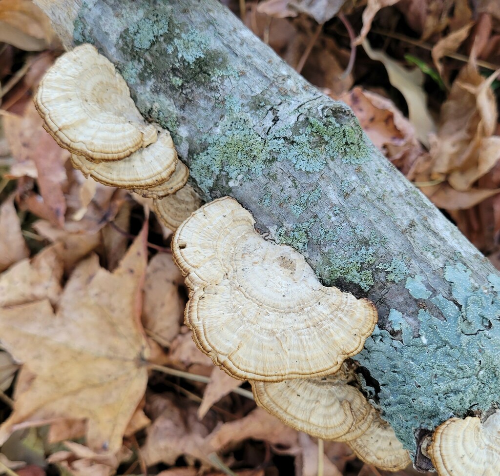 Thin-walled Maze Polypore from Caroline County, MD, USA on November 5 ...