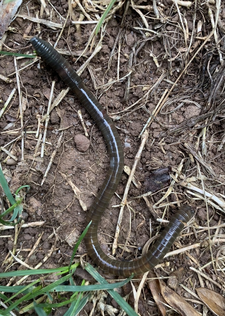 Rustic Jumping Worm in June 2023 by Anita. Found this totally crazy ...