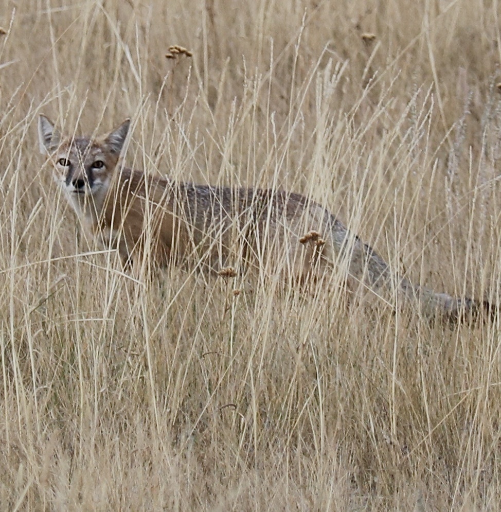 Swift Fox from Val Marie No. 17, SK, CA on September 22, 2023 at 09:15 ...