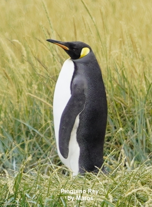 King Penguin in January 2023 by MAAM. et0 Arial;}}{\colortbl \red0 ...