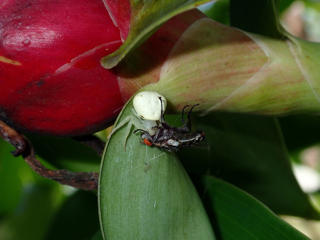 Mastira from 1-Ban Phon Ngam, Udon Thani, Thaïlande on November 5, 2023 at 09:59 AM by Didier ...