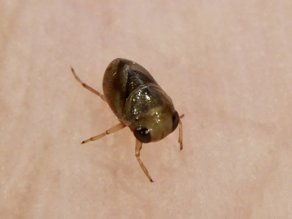 Paraplea japonica from 泉源寺, 舞鶴市, 京都府, JP on November 6, 2023 at 10:57 ...