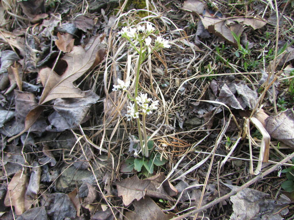 Virginia saxifrage from Chester, Pennsylvania, United States on April ...