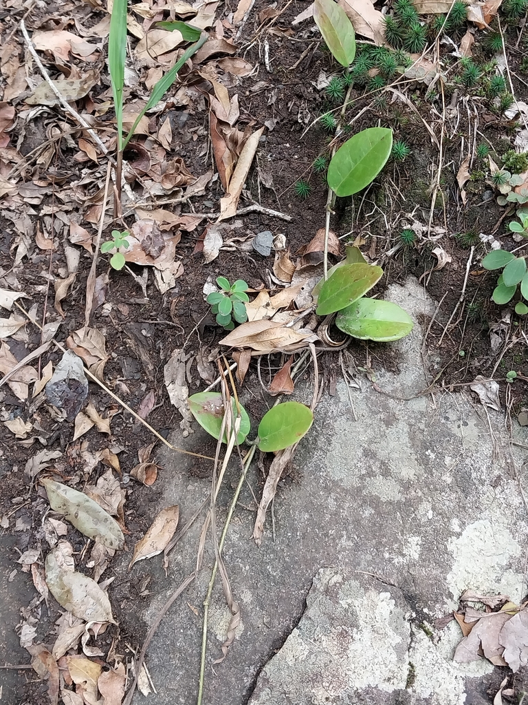 native hoya from Cedar Creek QLD 4520, Australia on November 5, 2023 at ...