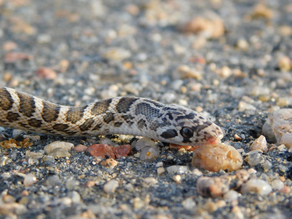 Glossy Snake from NE 140th St, Stafford, KS, US on November 5, 2023 at ...