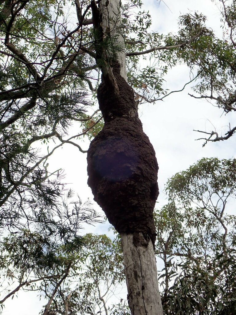 Tree Termite from Sydney NSW, Australia on September 26, 2023 at 03:15 ...
