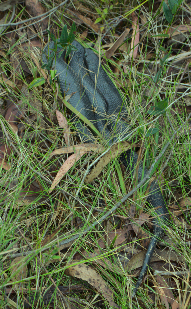 Red-bellied Black Snake from Morton NSW 2538, Australia on November 5 ...