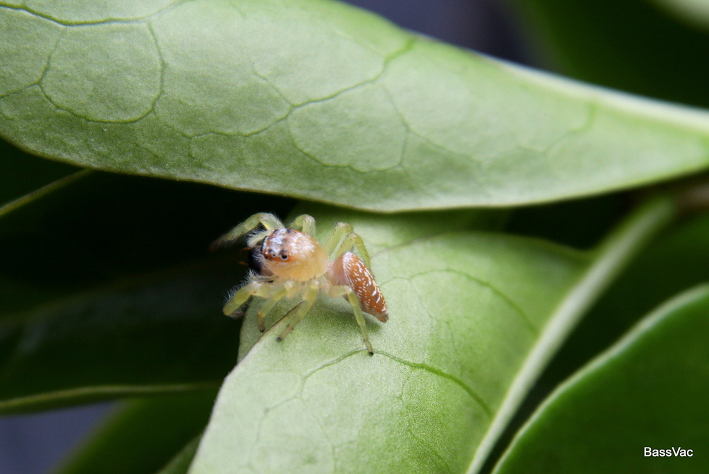 Cyclops Jumping Spider from Beacon Hill NSW 2100, Australia on November ...