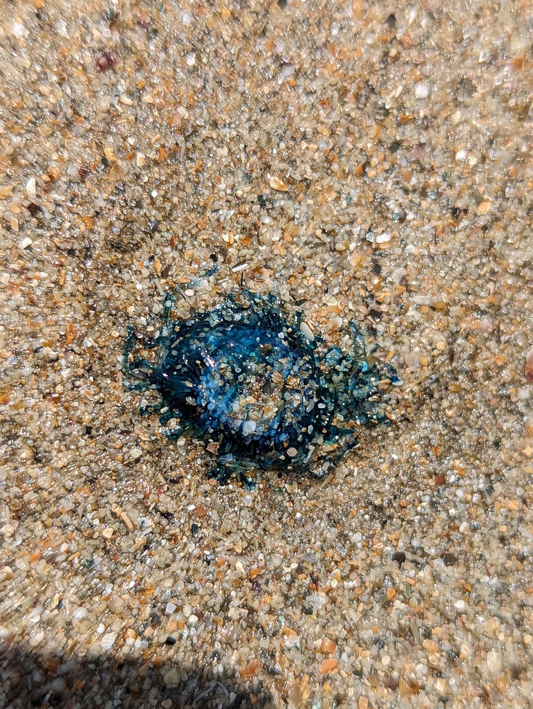 Blue Button from Etty Bay QLD 4858, Australia on November 6, 2023 at 10 ...