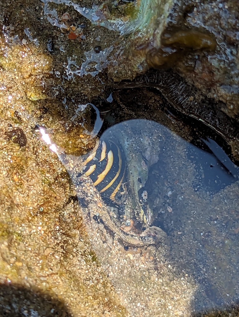 Lightning Dove Shell from Etty Bay QLD 4858, Australia on November 6 ...
