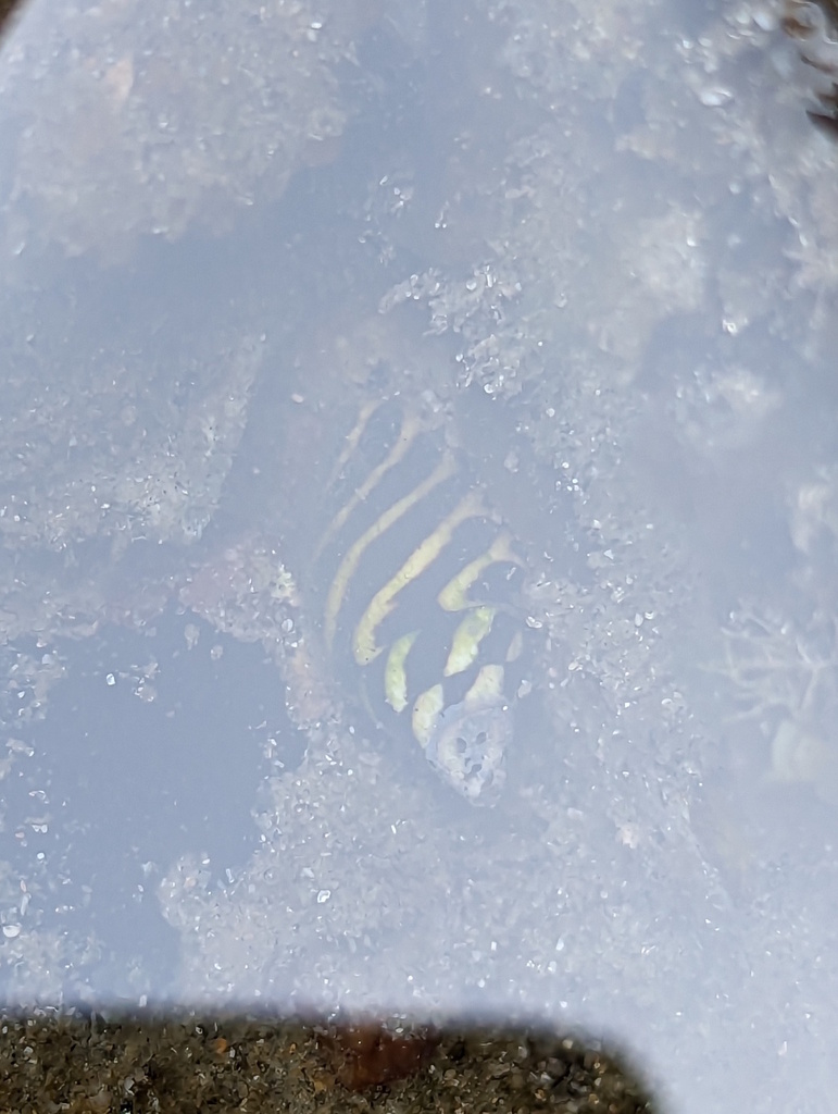 Lightning Dove Shell from Etty Bay QLD 4858, Australia on November 6 ...