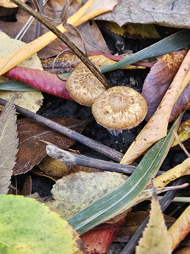 Webcaps from Washington Park, Chicago, IL, USA on November 5, 2023 at ...