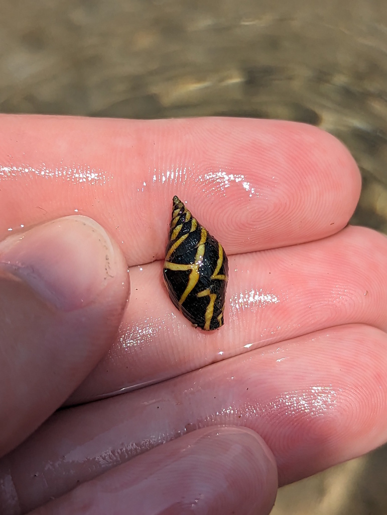 Lightning Dove Shell from Etty Bay QLD 4858, Australia on November 6 ...