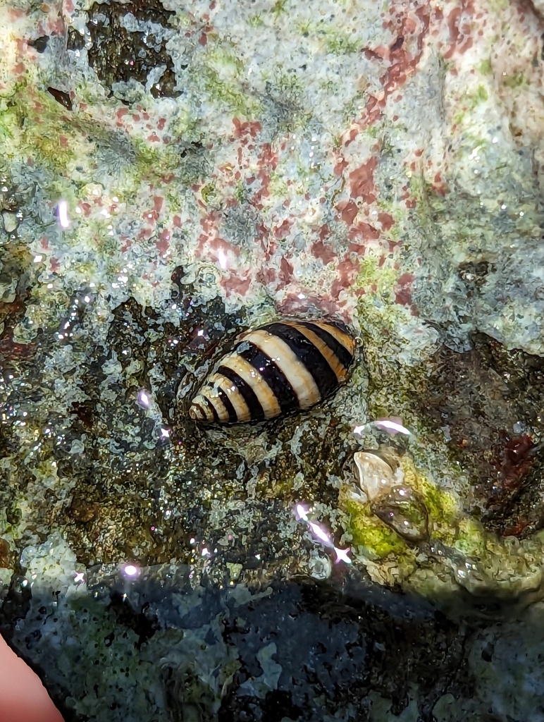 Bumblebee Snail from Etty Bay QLD 4858, Australia on November 6, 2023 ...