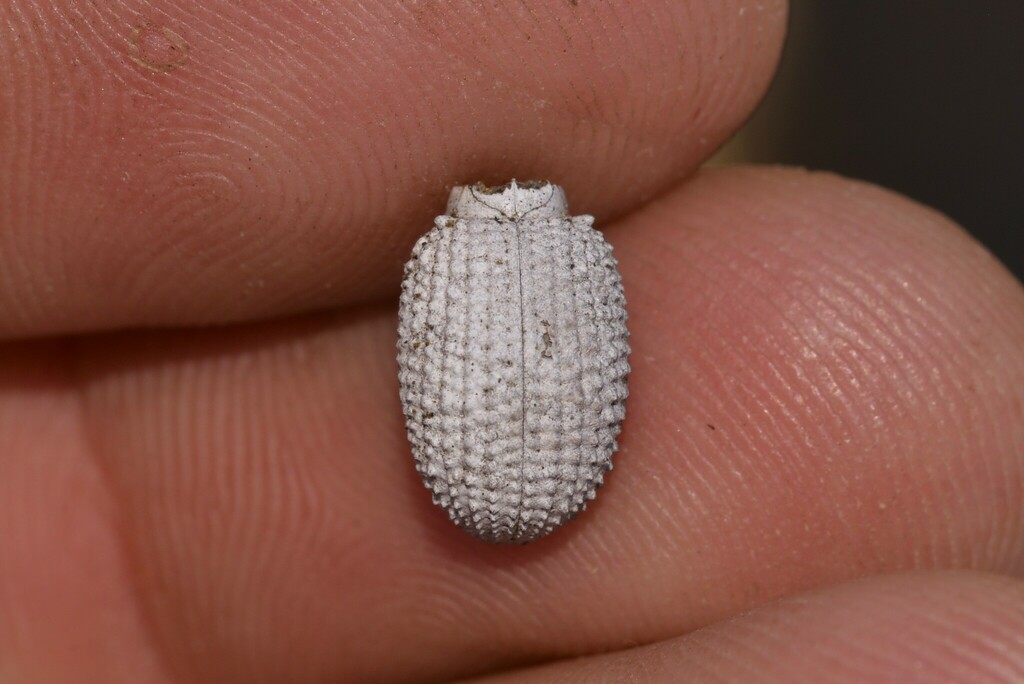 True Weevils from Fitzgerald River National Park WA 6346, Australia on ...