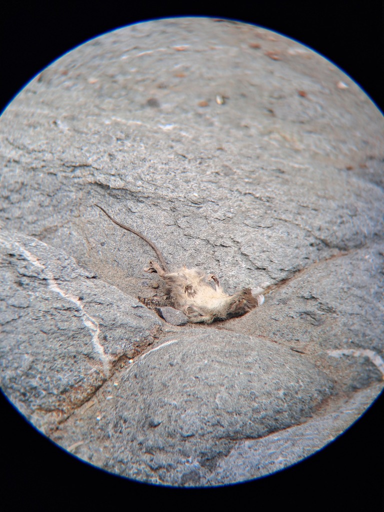 Rodents from San Antonio, Perú on April 8, 2023 at 08:33 AM by Ruth ...