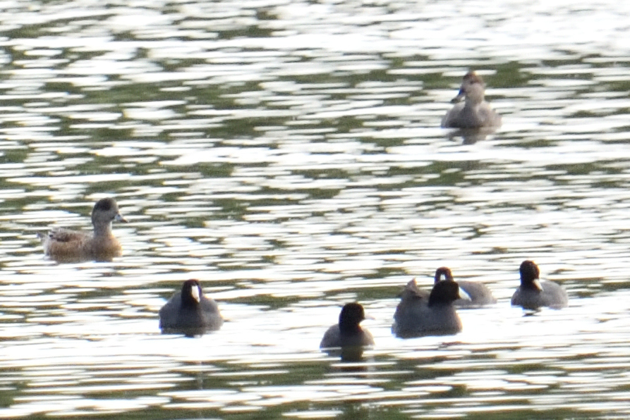 American Coot from Lampazos de Naranjo, N.L., México on November 4 ...