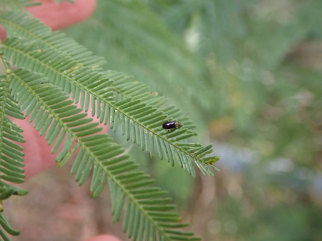 Beetles from Sydney NSW, Australia on September 26, 2023 at 04:02 PM by ...