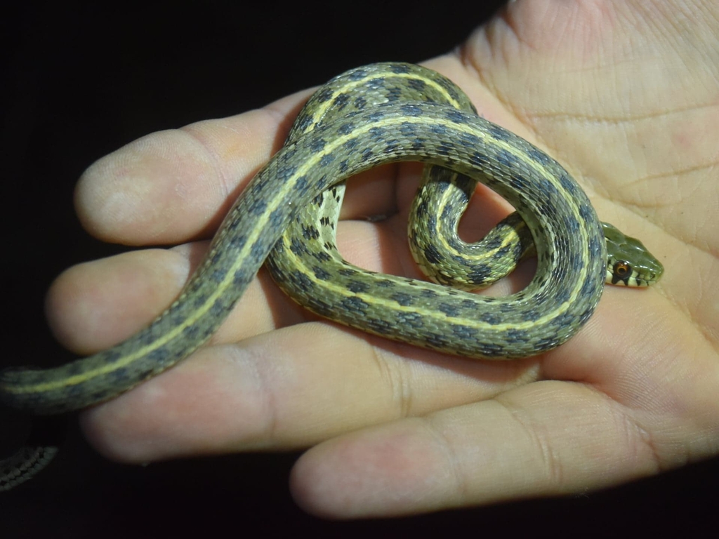 Checkered Garter Snake in November 2023 by Chris Bentley · iNaturalist