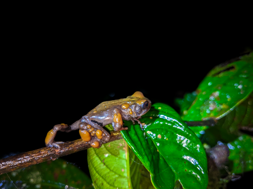 Robust Viviparous Toad from Mvomero, Tanzania on June 7, 2023 at 08:22 ...
