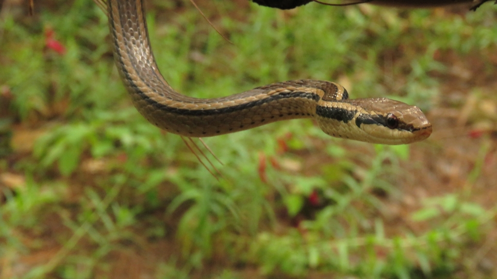 Pine-Oak Snake from 46993 Jal., México on October 29, 2023 at 03:23 PM ...