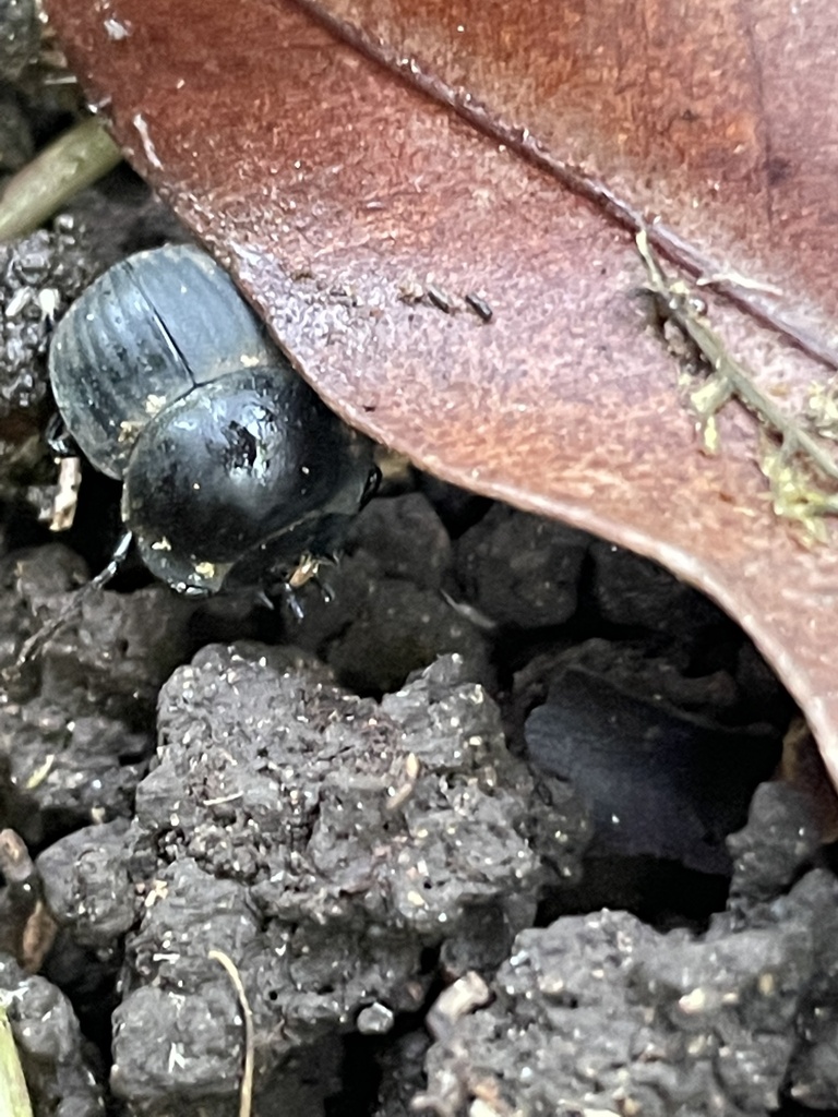 Cephalodesmius from Mangerton Park, Mangerton, NSW, AU on November 6 ...