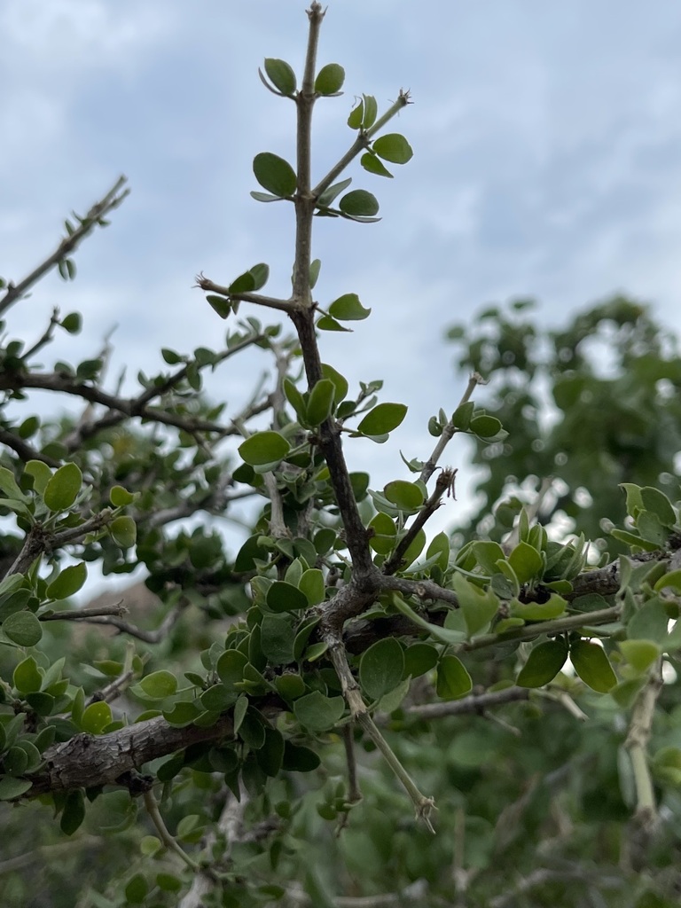 Guaiacum unijugum in November 2023 by Glenn Ehrenberg · iNaturalist