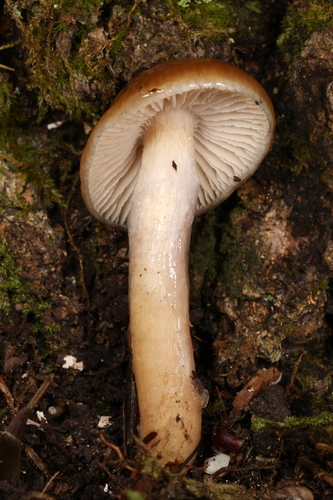 Cortinarius sp. 'stillatitius-PA01' · iNaturalist