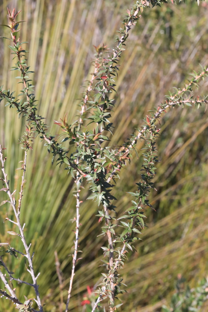 Peach-flowered Tea Tree from Patonga NSW 2256, Australia on October 7 ...