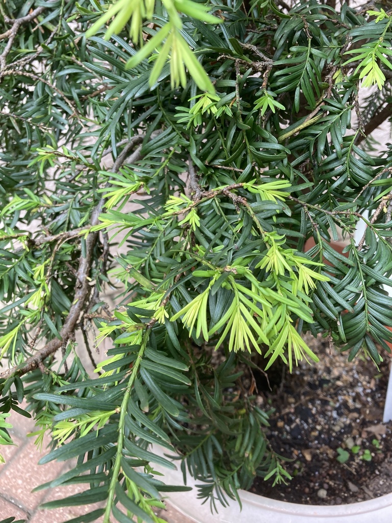 Chinese yew in November 2023 by scarlett_lai · iNaturalist