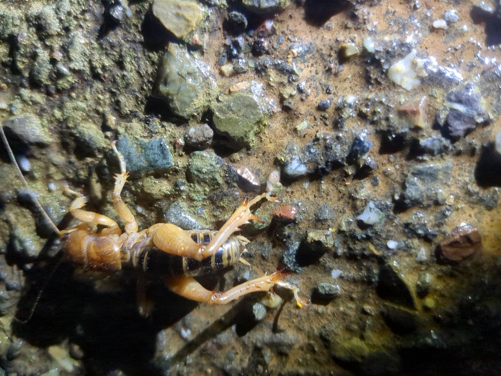 North American Jerusalem Crickets from Marin County, US-CA, US on ...