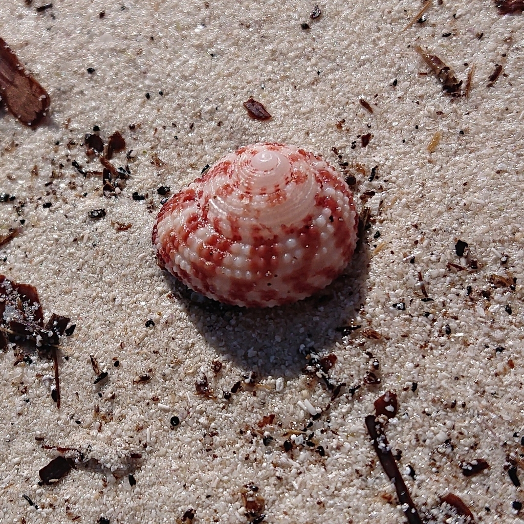 Clanculus flagellatus from Port Victoria SA 5573, Australia on November ...