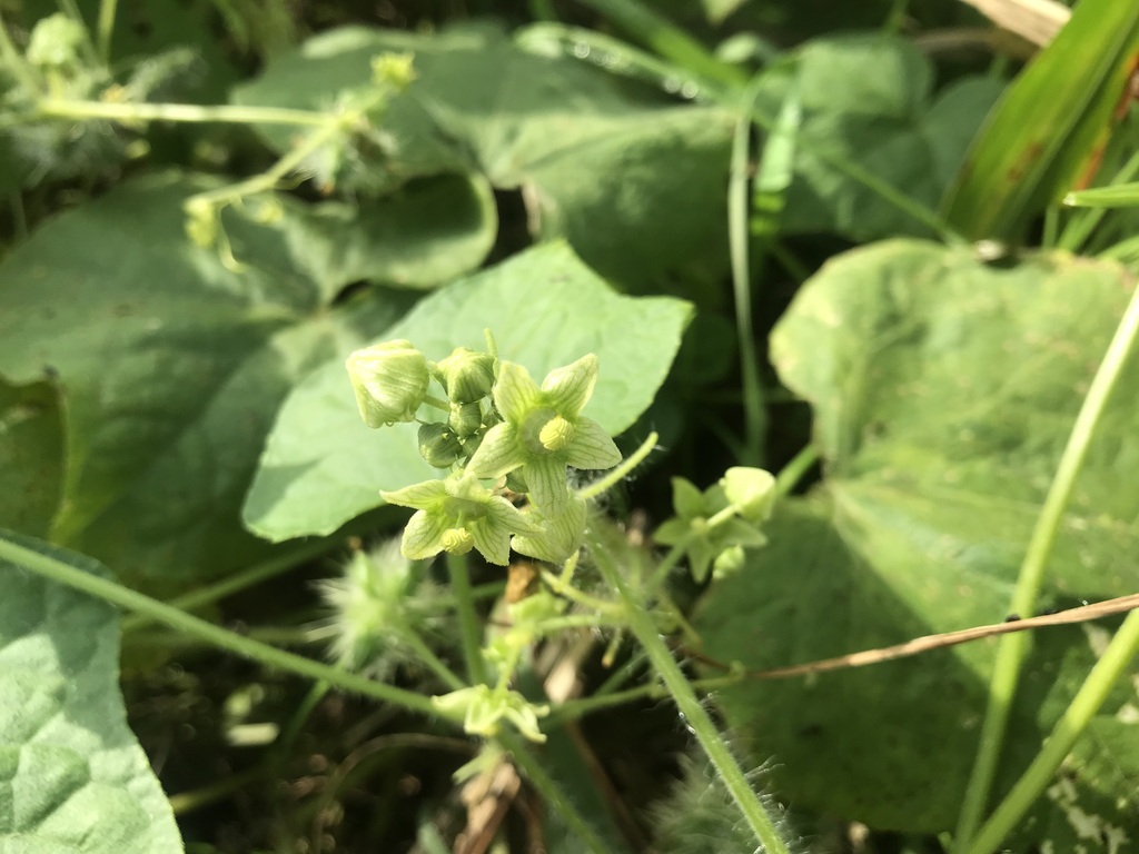 Bur-cucumber from Sakai, Sashima District, Ibaraki, Japan on November 6 ...