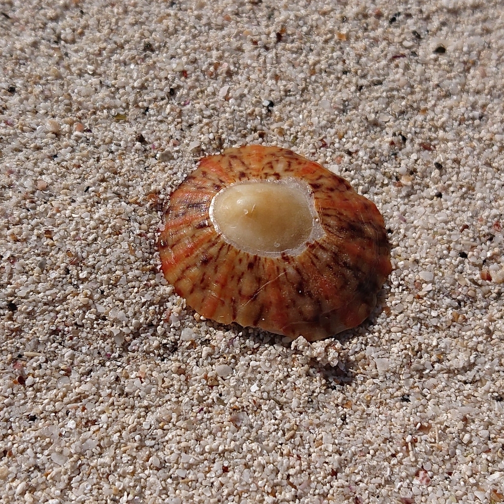 Variegated limpet from Port Victoria SA 5573, Australia on November 4 ...