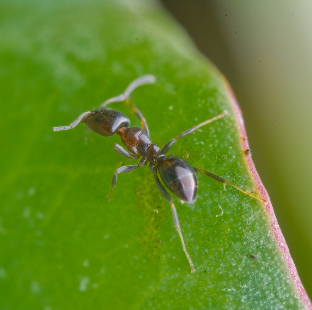 Copper-bellied Ant from Ilima Building C, Honolulu, HI 96816, USA on ...