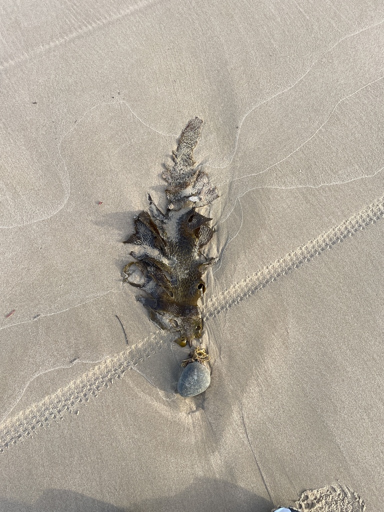 Common Kelp from Tasman Sea, Moonee Beach, NSW, AU on November 6, 2023 ...