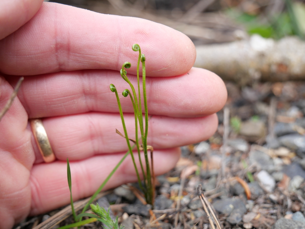 Forked Comb Fern from Days Bay, Lower Hutt 5013, New Zealand on ...