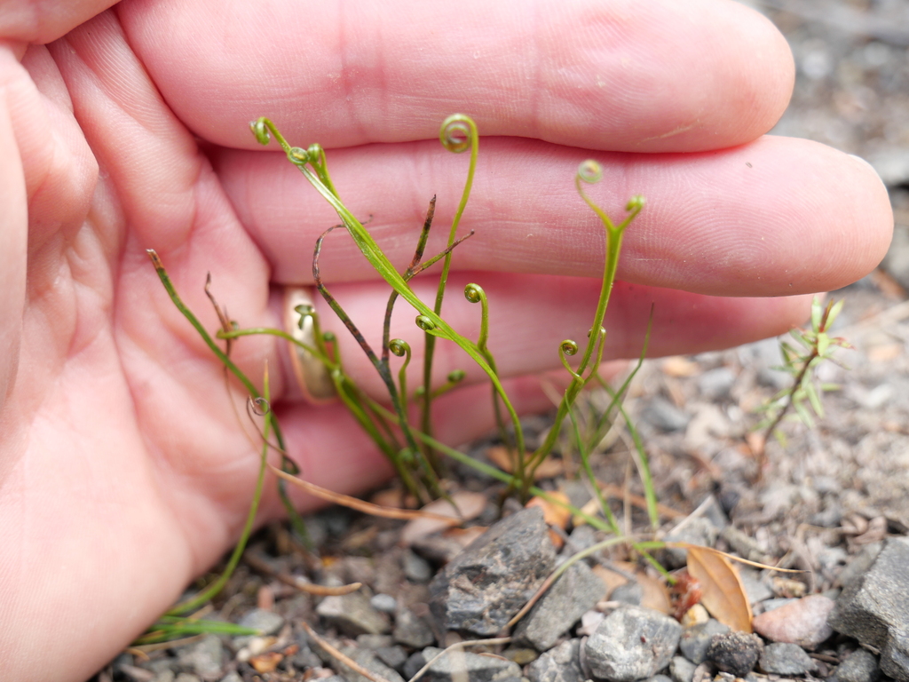 Forked Comb Fern from Days Bay, Lower Hutt 5013, New Zealand on ...