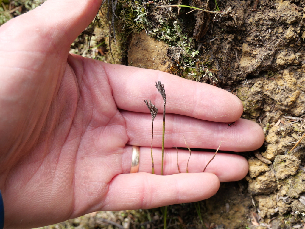 Forked Comb Fern from Days Bay, Lower Hutt 5013, New Zealand on ...